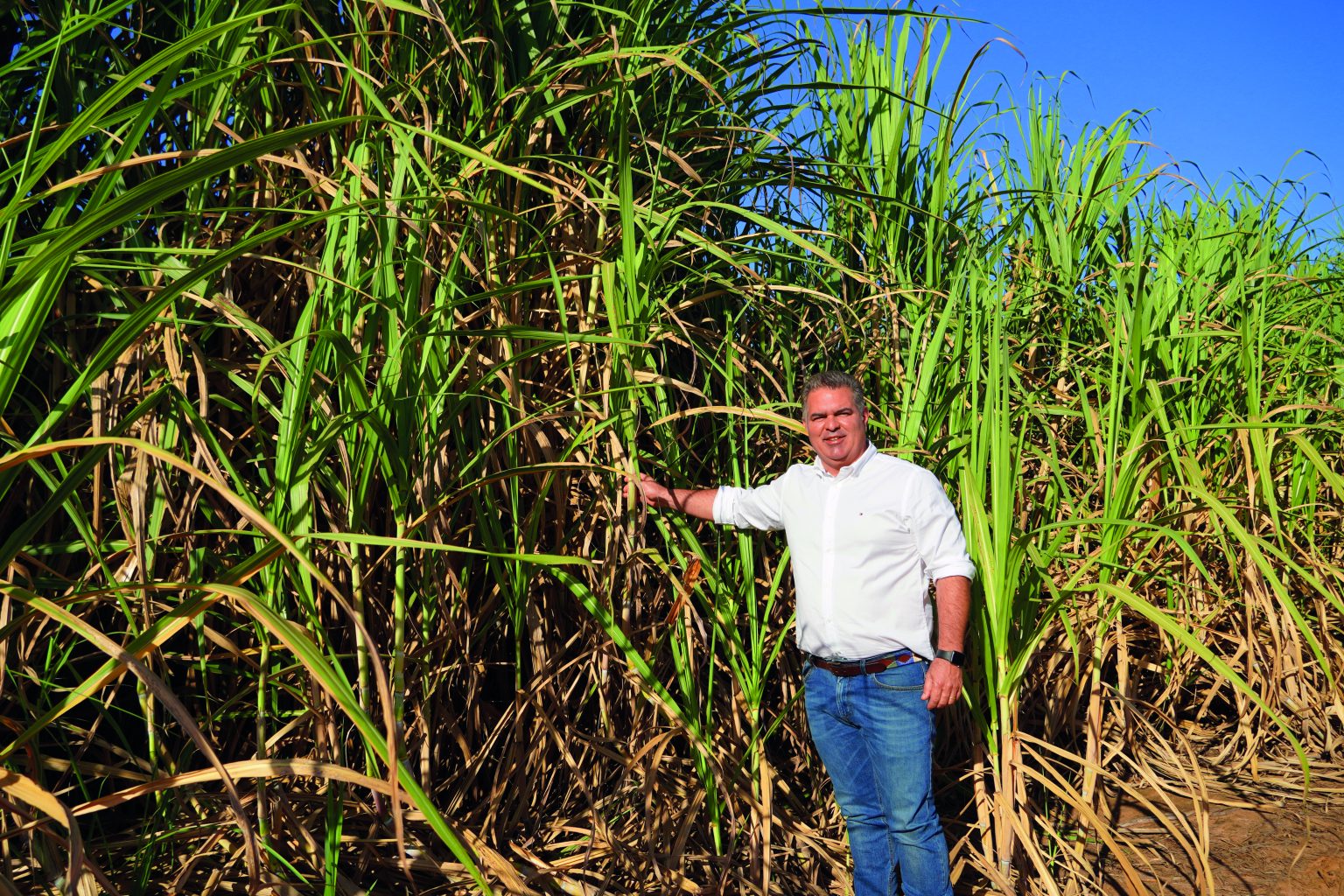 Cultivando a longevidade do canavial - Coopercitrus Cooperativa Agrícola